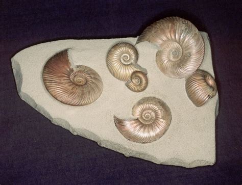 Large Iridescent Ammonite Plate With Three Types Of Ammonites