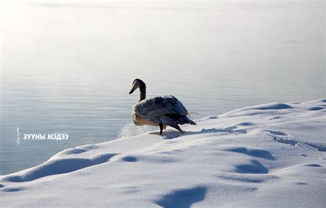 Онцлох фото Байгаль хамгаалагчид гэмтсэн хунг усанд нь тавилаа
