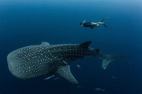 Sex Lives Of Whale Sharks Caught On Camera Pursuit Love Bites And Getting Into Position