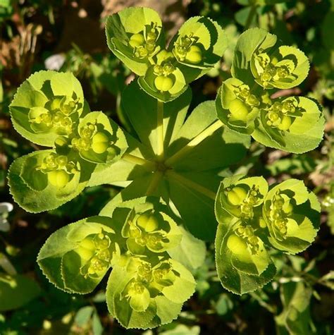 Euphorbia Spurge Fsus