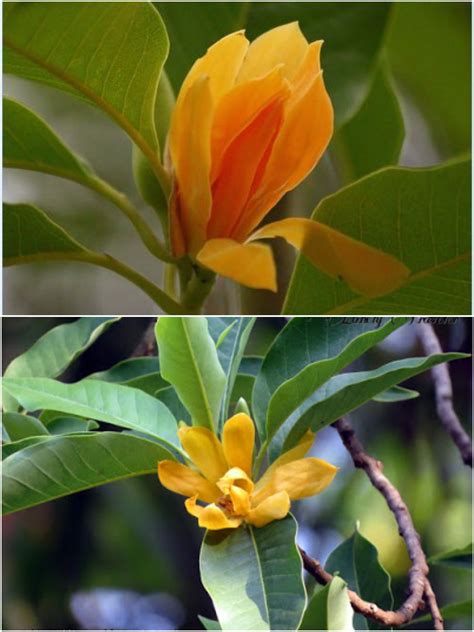 What Is Meaning Of Champa Flower At Barry Atchison Blog
