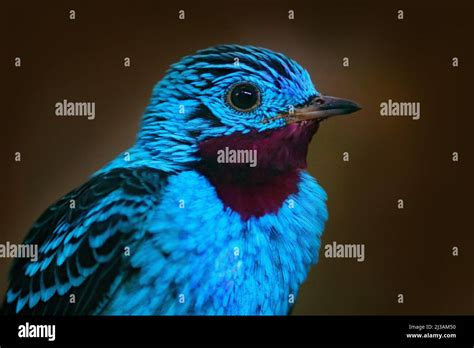 Spangled Cotinga Cotinga Cayana Detail Portrait Of Exotic Rare Tropic