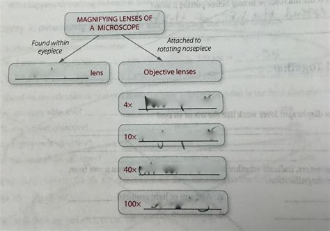 Microscope Diagram Diagram Quizlet