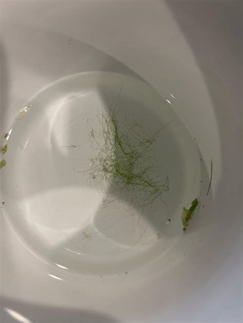 String Algae Rplantedtank