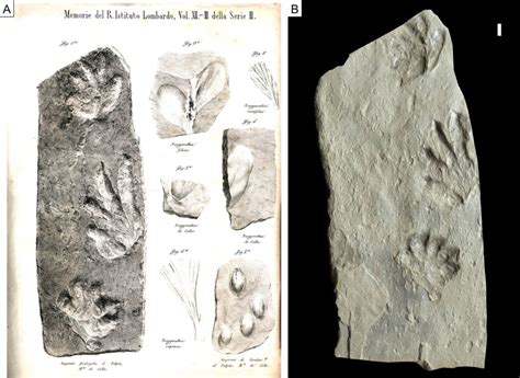The First Tetrapod Footprints Described From Italy Collio Basin