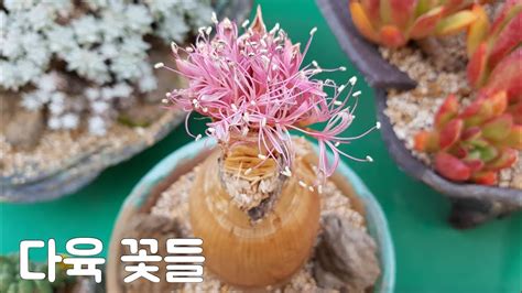 다육 희귀한 다육부몬리스티차꽃과 복을 부르는 일본염좌의 꽃향기는 대단해 Youtube
