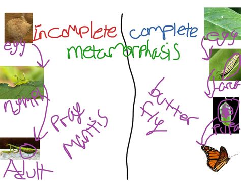 ShowMe Complete And Incomplete Metamorphosis