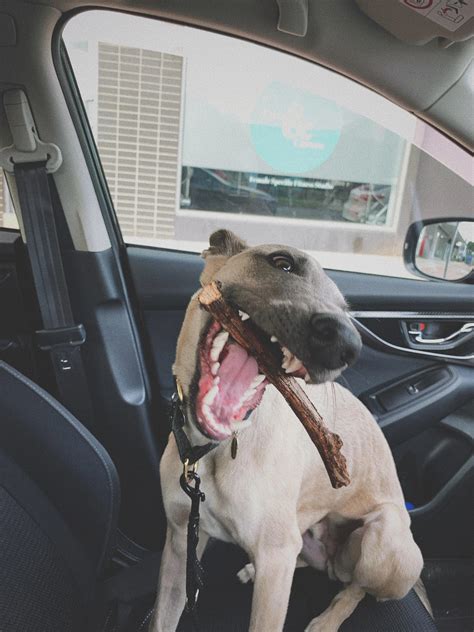 Dobbys Always Collecting Things On His Walk And Bringing Them Home Scrolller