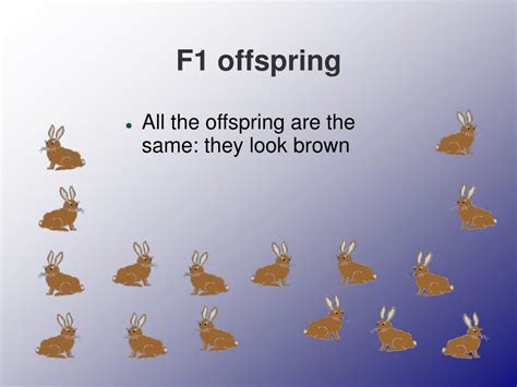 Ppt Simple Genetics Example Powerpoint Presentation Free Download Id 151192