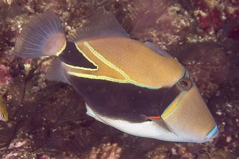 5 Fakta Humuhumunukunukuapuaa Ikan Resmi Yang Jadi Kebanggaan Hawaii
