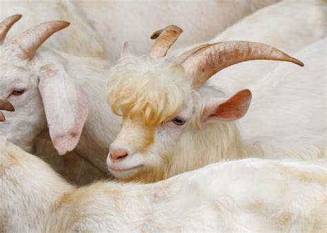 Top 8 Goat Breeds With Horns The Happy Chicken Coop