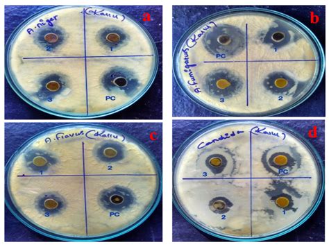 Antifungal Activity Against A Aspergillus Niger B Aspergillus Fumigatus Download Scientific