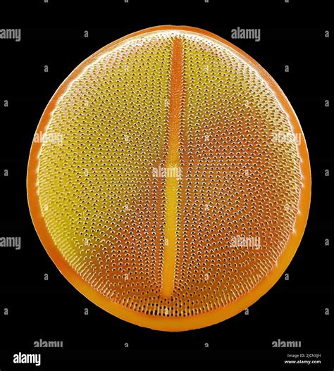 Diatom Coloured Scanning Electron Micrograph Sem Of A Mastogloia Sp