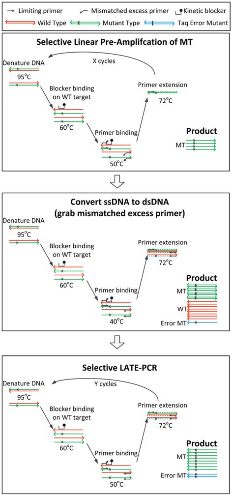 A Schematic Description Of Including A Mismatched Excess Primer With Download Scientific