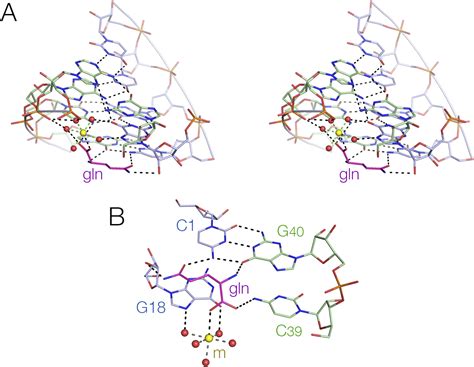 Some General Principles Of Riboswitch Structure And Interactions With
