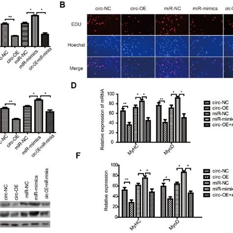 Characterization Of Circular RNA CircRNA Expression Profiles In Adult Download Scientific