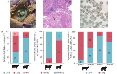 Echinococcus Infection And Metacestode Fertility In Yaks And Sheep