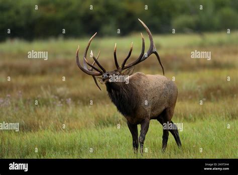 Bull Elk With Large Antlers In A Grassy Meadow During The Autumn Rut In