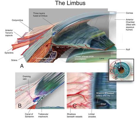 The Limbus Eye Anatomy Anatomy Eyes