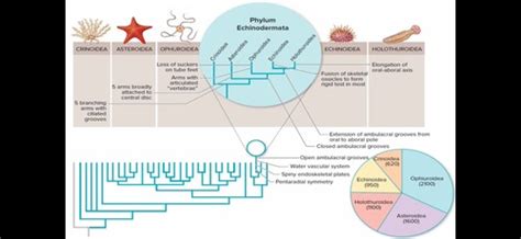 Echinodermata Characteristics And Classifications Characteristics Of Echinoderms And Chordates