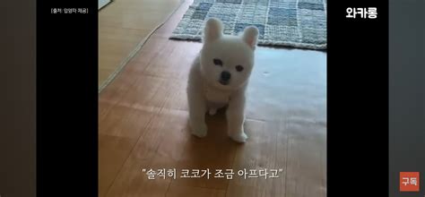 더쿠 입양3일만에 이상행동 보인 강아지 입양자에게 포기를 권하자 돌아온 대답