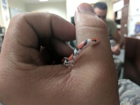 Smol Snek R Snek