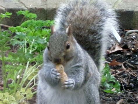 Live And Learn Toss And Turn Squirrel Update