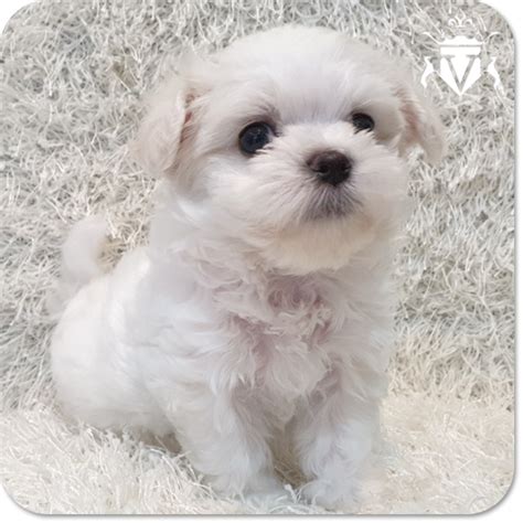 말티즈 55만원~ 대구강아지가정분양 노르웨이숲분양 천안강아지분양 이탈리안그레이하운드분양 댕댕이 털잘안빠지는강아지 포메라니안가격 보더콜리분양가 빅토리아펫 강아지분양