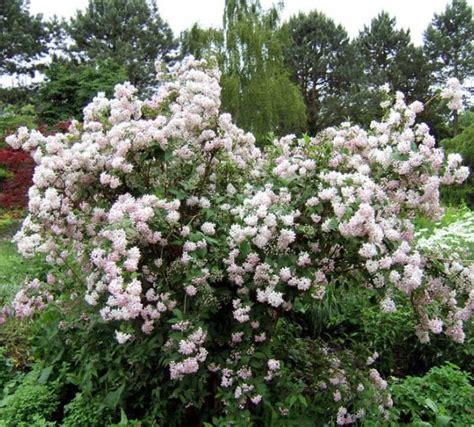 Купити Дейція гібридна Монт Роуз Deutzia Hybrida "Mont Rose" | Флорагард