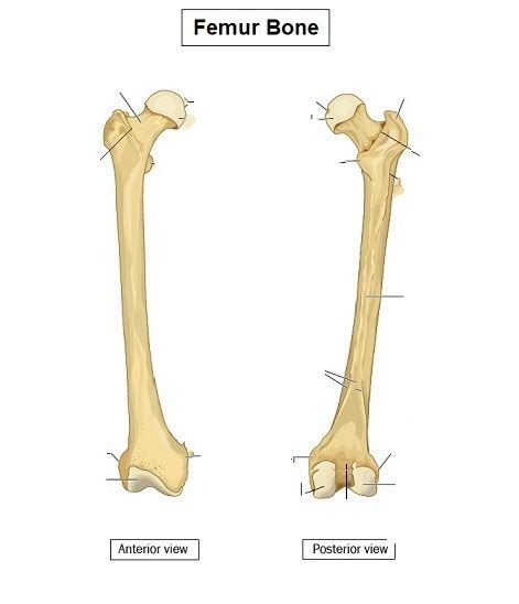 Os Femur Diagram Quizlet