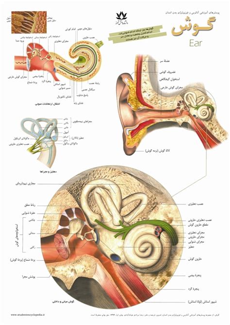 پوستر آموزشی آناتومی گوش انسان پوسترهای آموزشی دانشنامه دانش‌آموز