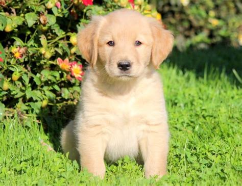 Golden Retriever Puppies For Sale Keystone Puppies