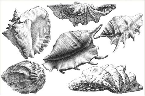 Realistic Seashells Ink Drawing Realistic Seashells Ink Drawing