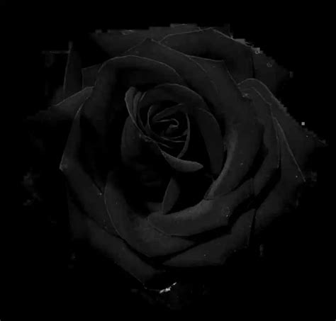 دانلود بهترین عکس های گل مشکی برای تسلیت بدون متن با فرمت Png