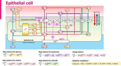 Bg Epithelial Transport — Physiome Model Repository