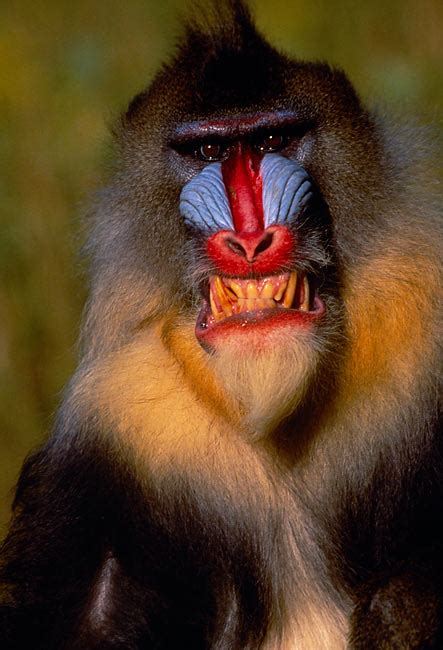 Mandrill Teeth