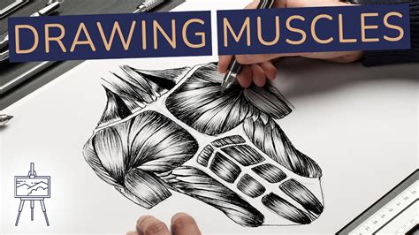 How To Draw Muscles The Ultimate Muscle Drawing Tutorial YouTube