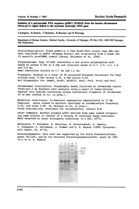 Pdf Isolation Of A Polymorphic Dna Sequence Pjsb11 D19s16 From The Human Chromosome 19cen