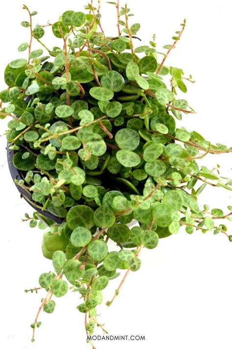 10 Easy Care Houseplants With Round Leaves Beginner Friendly