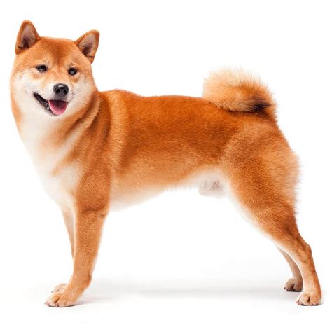 Shiba Inu Breed Profile