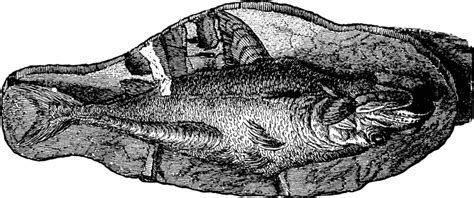 No Fossil Based Materials Concept Icon Advantage Art Nature Vector Advantage Art Nature Png