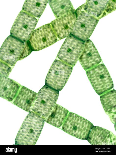 Spirogyra Algae Light Micrograph Of Filaments From A Spirogyra Sp