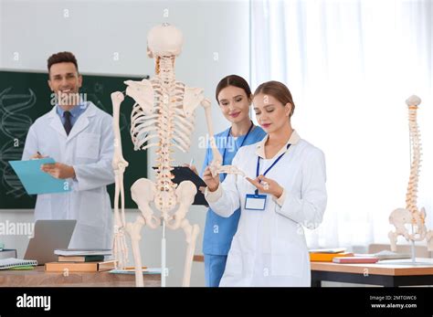 Medical Students Studying Human Skeleton Anatomy In Classroom Stock