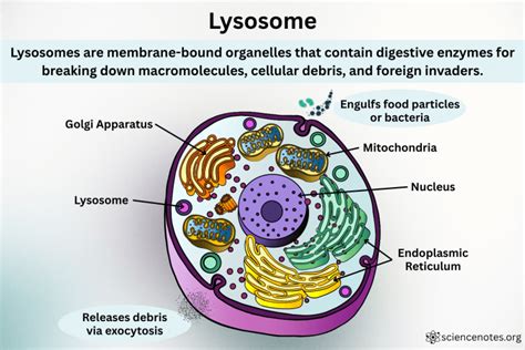 Lysosome Structure Function And Importance