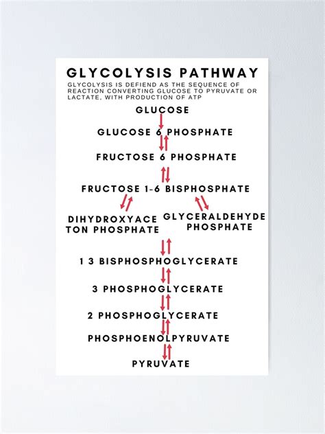 Glycolysis Educational Flowchart Poster For Sale By Pratyush Redbubble