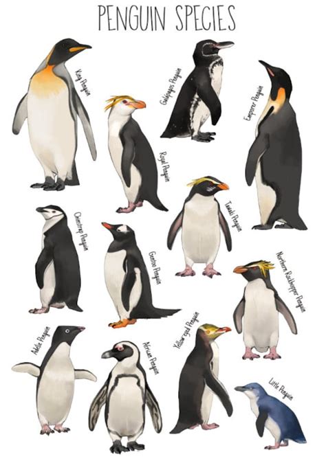 Chart Types Of Penguins The Eight Great Penguin Species Of Antarctica