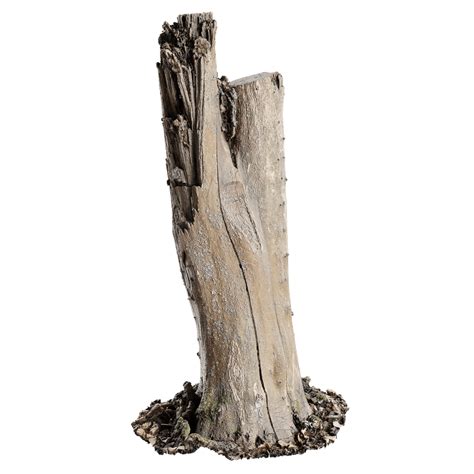 Tall Bare Deciduous Stump Model Poliigon