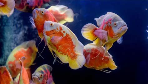 How To Sex Oscar Fish A Step By Step Guide For Beginners