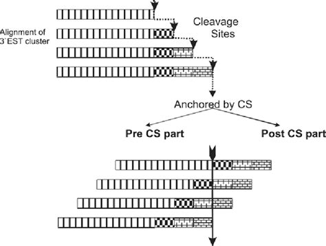 Figure 1 From A Step Beyond Plant Transcripts Polyadenylation Site