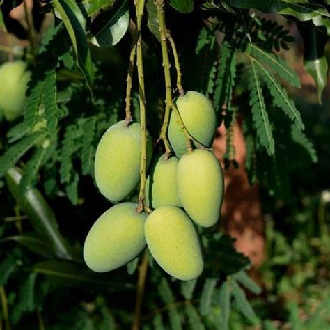 Dasheri Mango Plant At ₹ 30 Plant Mango Plant In Lucknow Id 6715001088